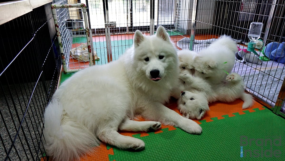 เปิด Home Farm ซามอยด์ (Samoyed) น้องหมาหน้ายิ้มแสนน่ารัก | Brand Inside