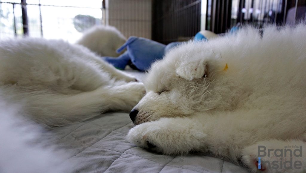 เปิด Home Farm ซามอยด์ (Samoyed) น้องหมาหน้ายิ้มแสนน่ารัก | Brand Inside