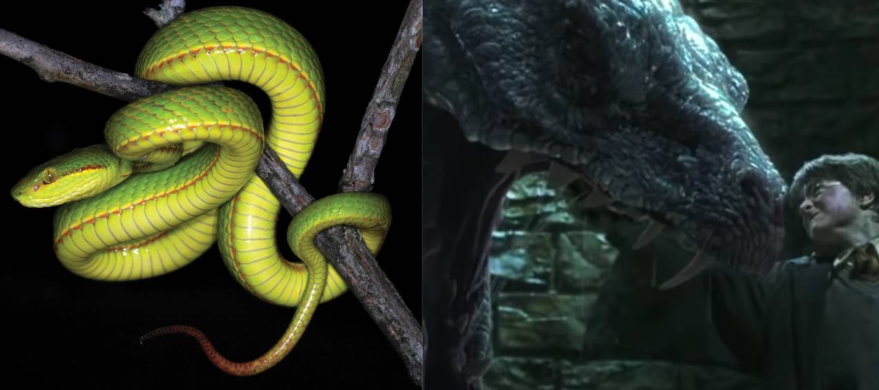 นักวิทย์ตั้งชื่องูพิษใหม่ตามหนังแฮรี่พอตเตอร์ Salazar บ้านพ่อมดเลือด ...