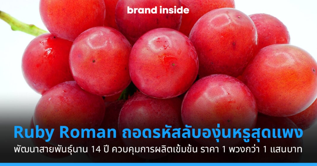Ruby Roman รู้จักองุ่นหรูญี่ปุ่น 1 พวง ราคากว่า 1 แสนบาท